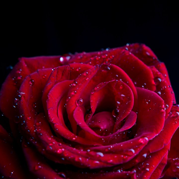 ROSE V – Creo Collective