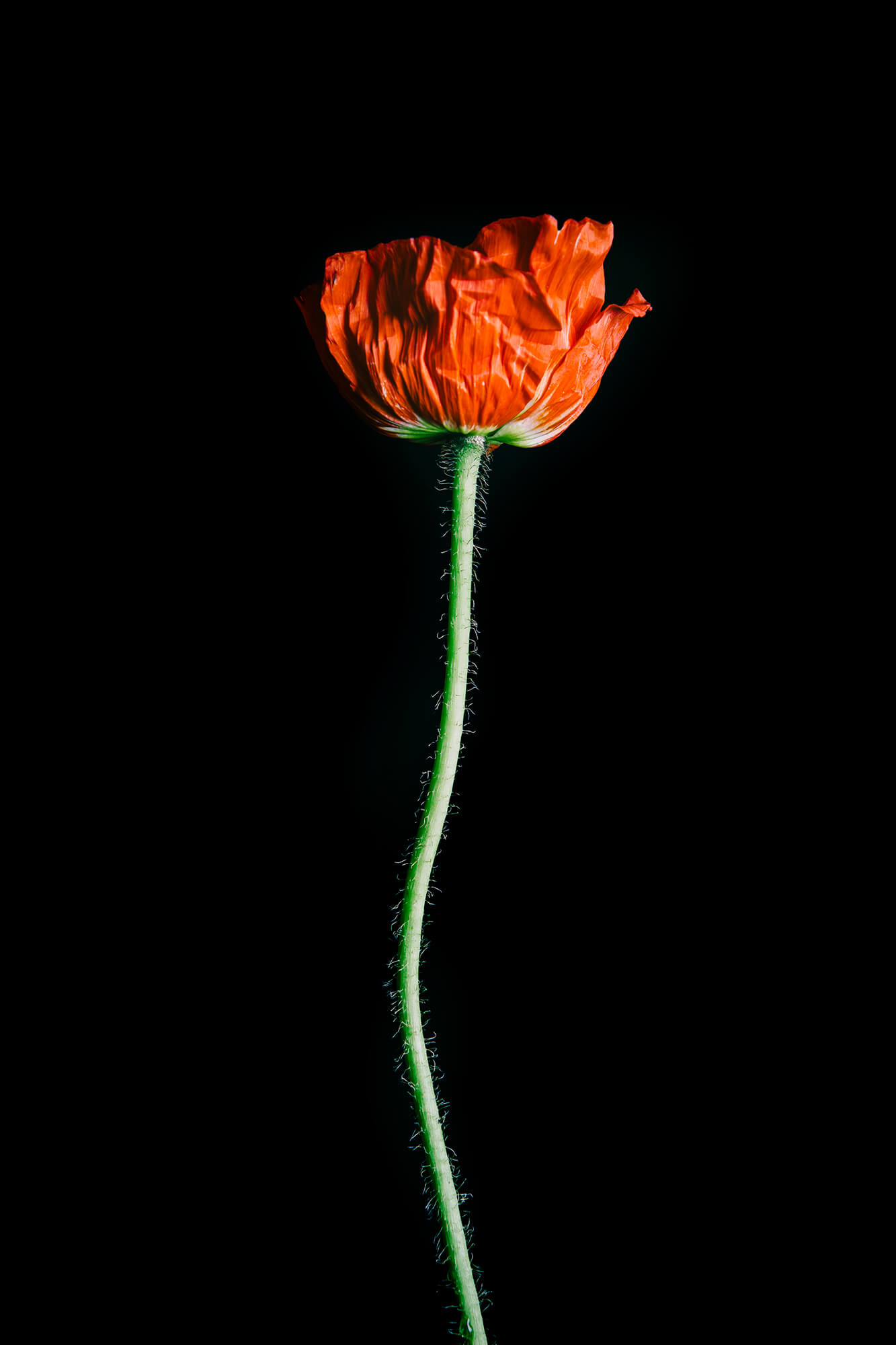 POPPY I – Creo Collective