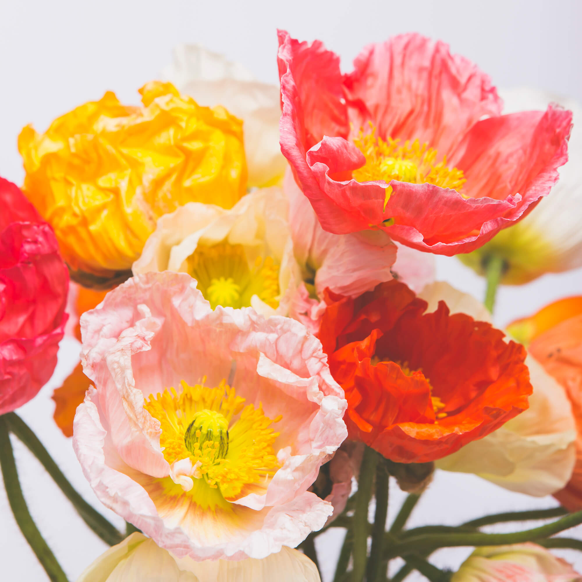 POPPY IX – Creo Collective