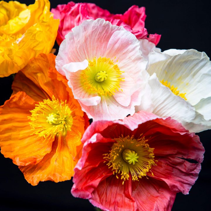 POPPY V – Creo Collective