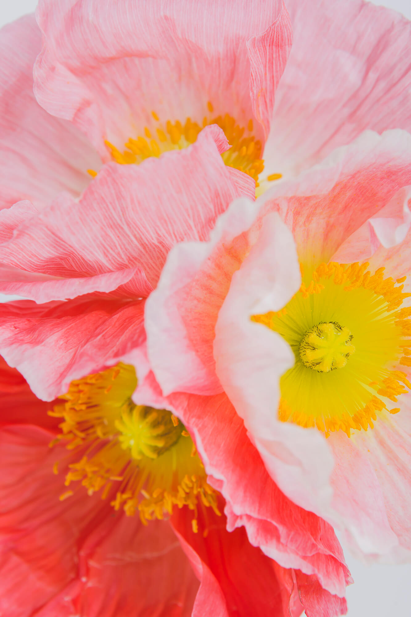 POPPY VI – Creo Collective