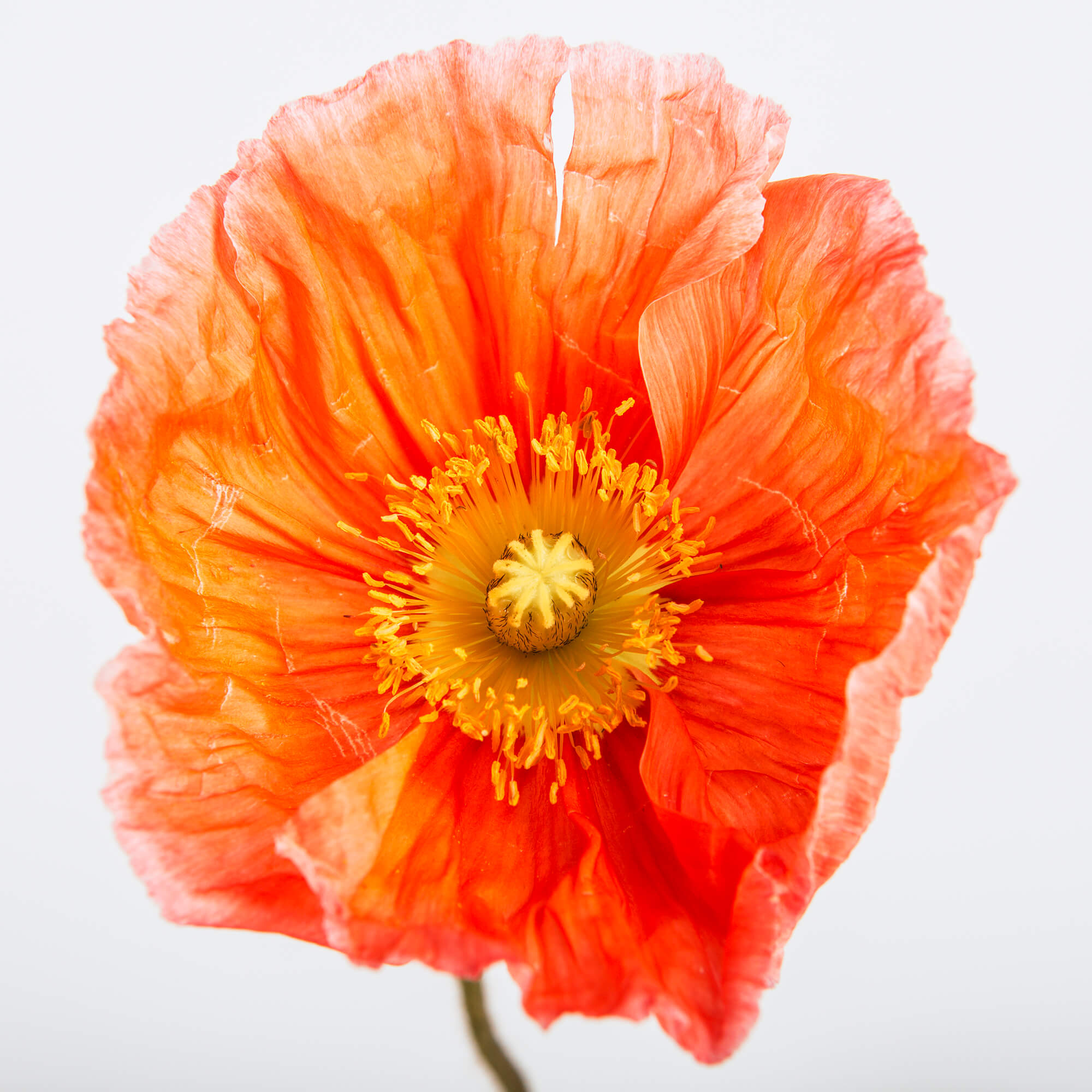 POPPY VII – Creo Collective